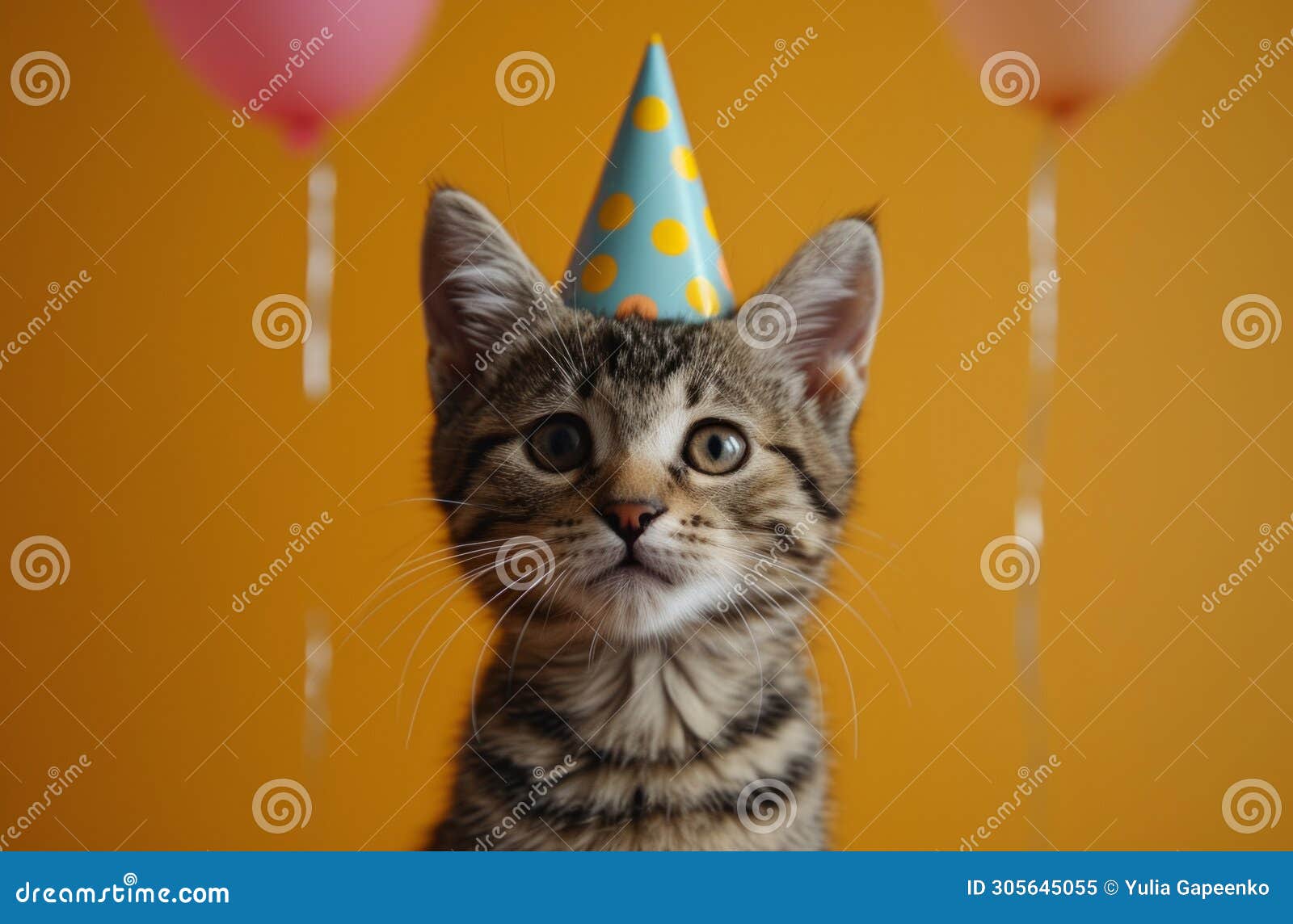 Cute Tabby Cat Wearing a Party Hat Stock Image - Image of humor, funny ...