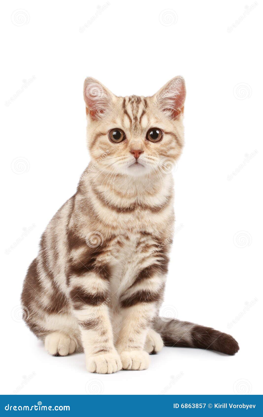 Cute tabby kitten stock image. Image of kitty, feline - 6863857