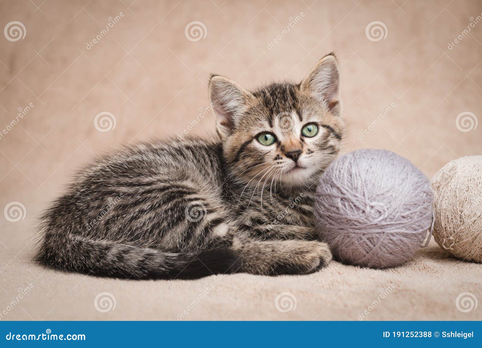 Cute Tabby Kitten with Balls of Wool Yarn Look at the Camera Stock ...