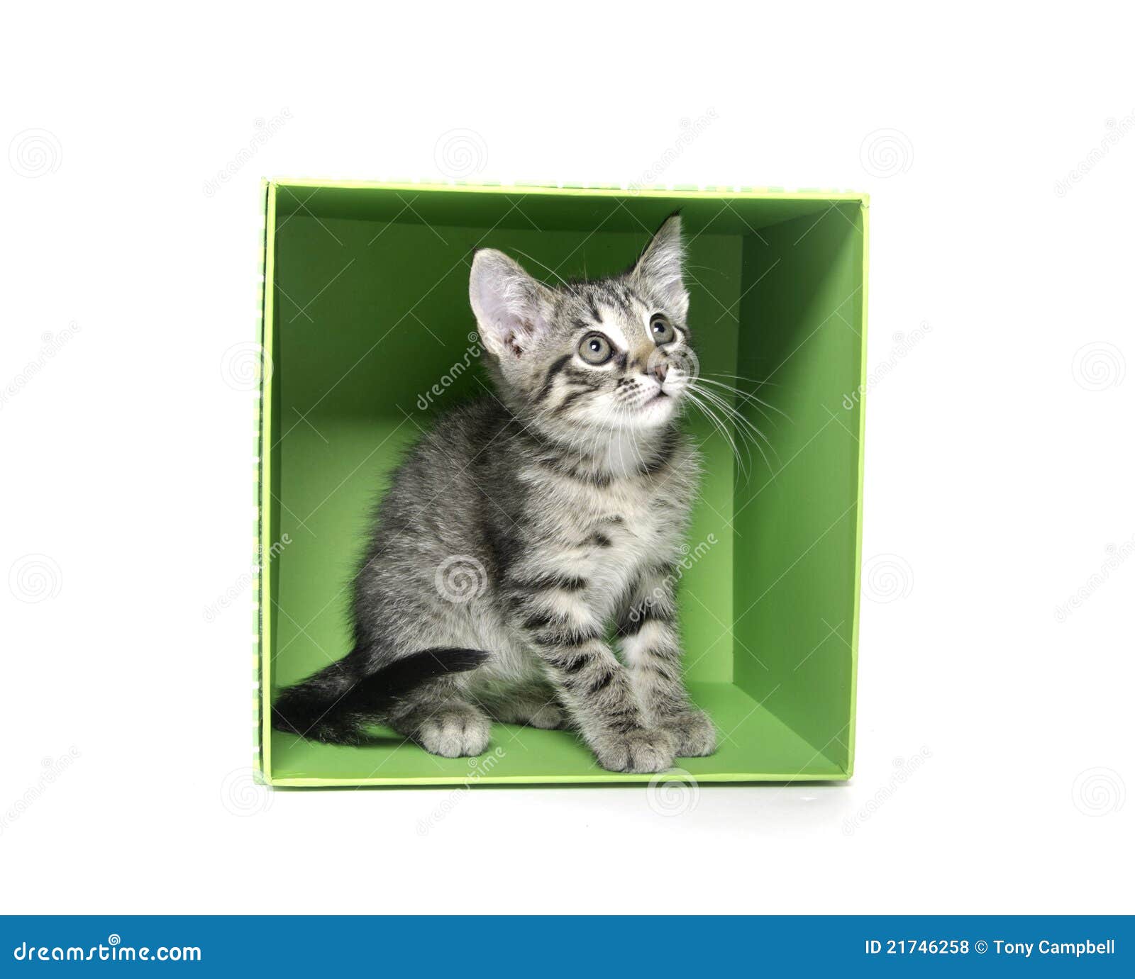 Cute tabby kitten in a box stock photo. Image of adorable - 21746258