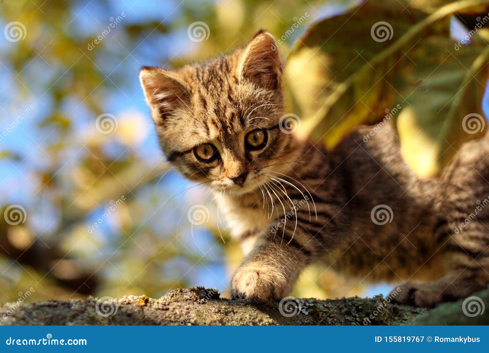 Cute Tabby Kitten Climbs on Branches of a Tree Stock Image - Image of ...