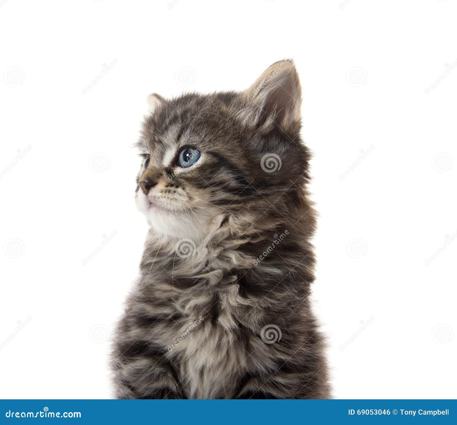 Kitten Face On Beach Sand Royalty-Free Stock Photography ...