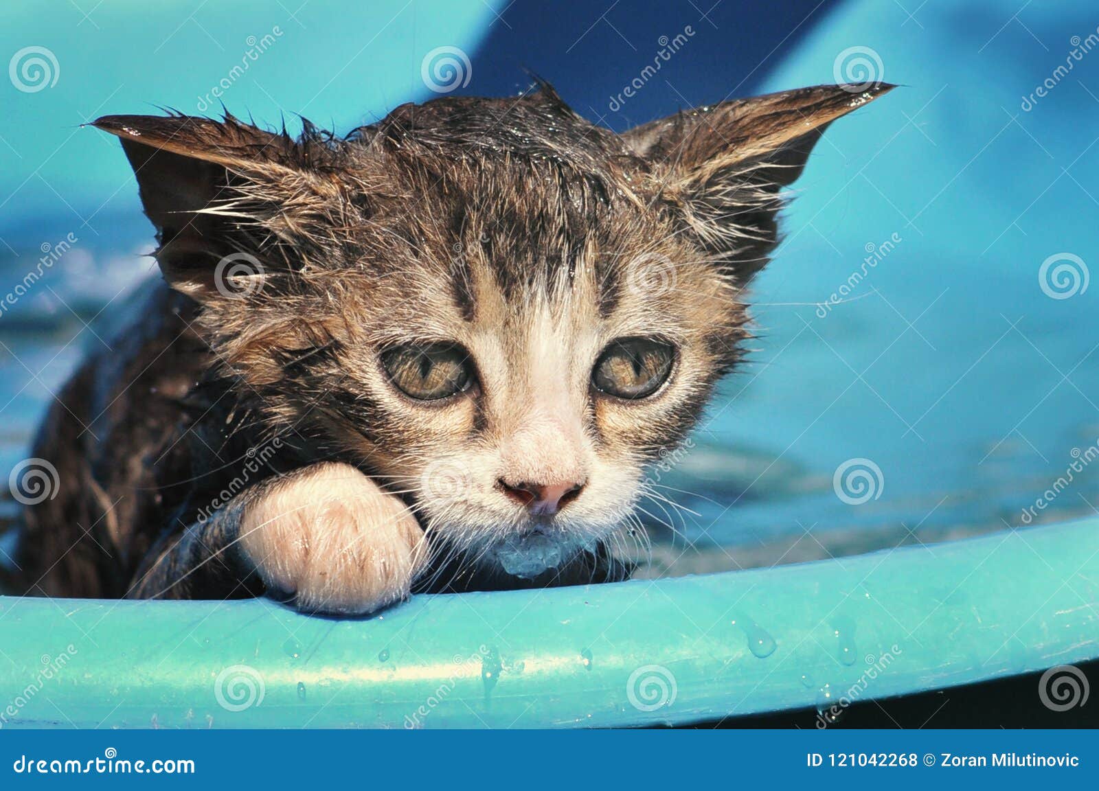 Wet kitten stock photo. Image of kitty, funny, looking - 121042268