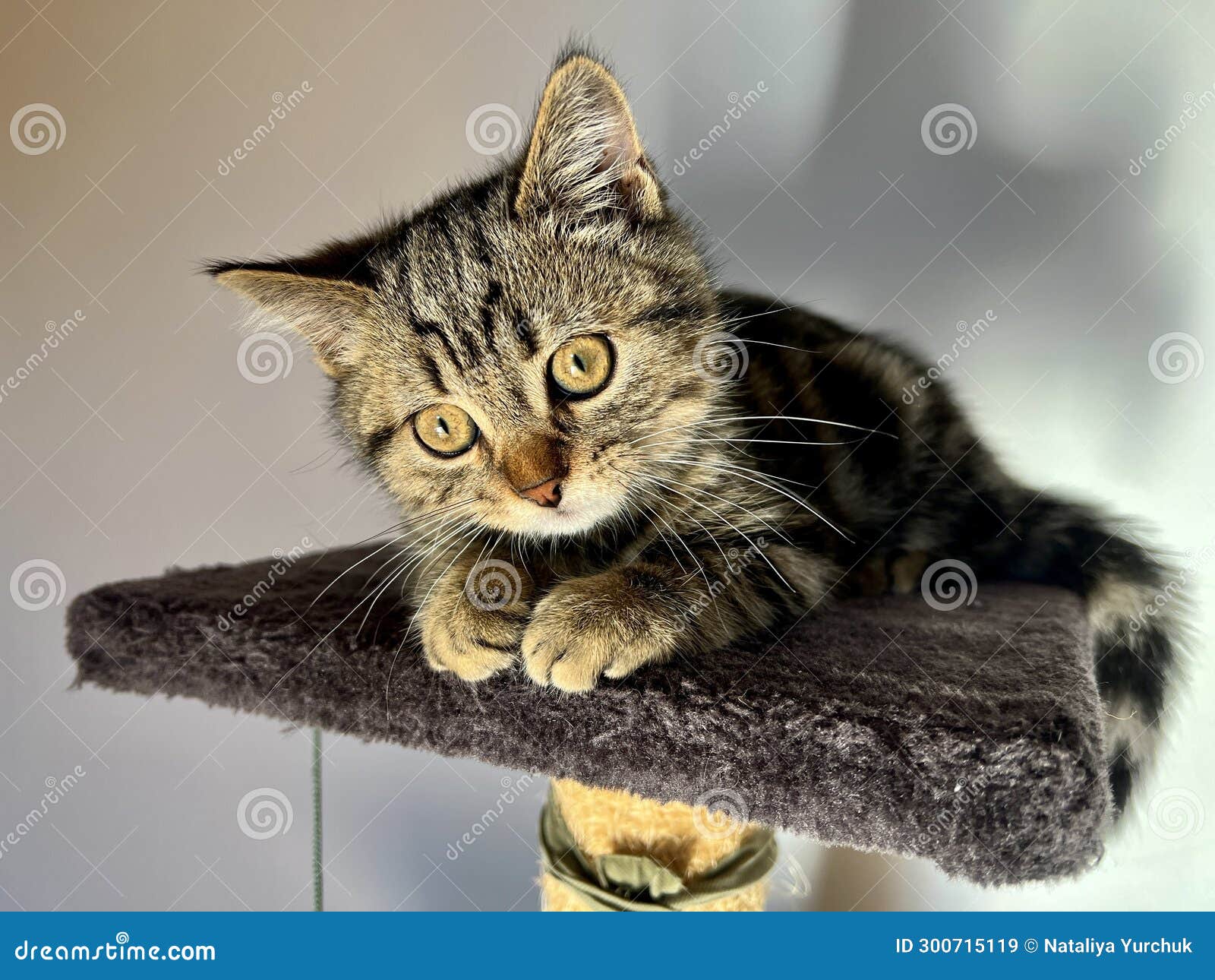 Cute Tabby Kitten Lying on a Cat Scratching Post Stock Image - Image of ...