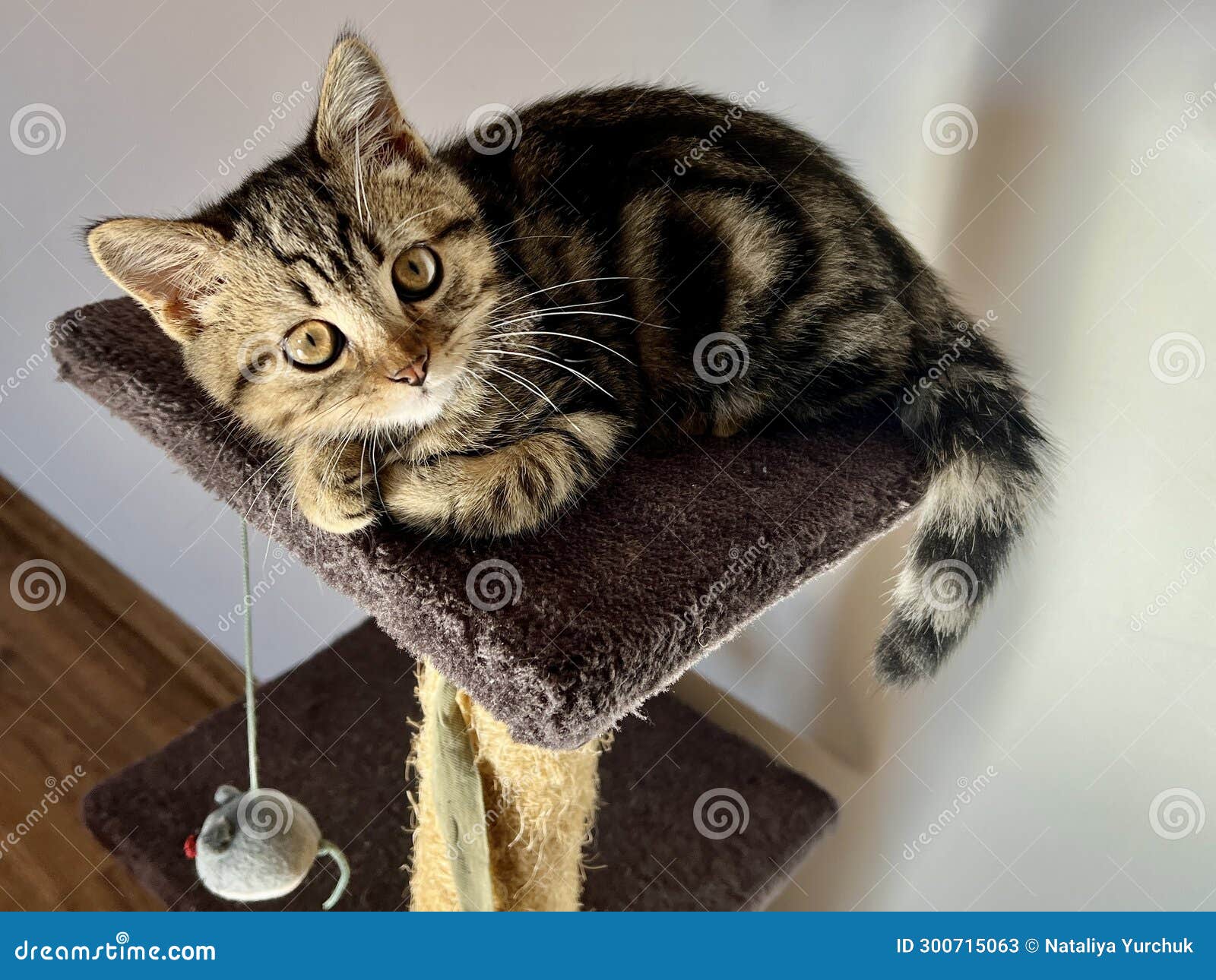 Cute Tabby Kitten Lying on a Cat Scratching Post Stock Image - Image of ...