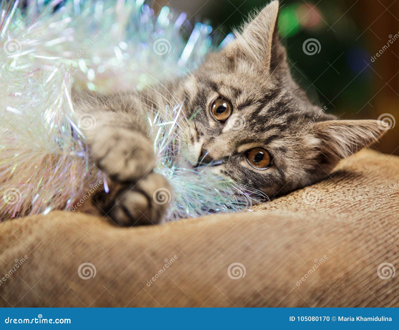 Cute Tabby Kitten Playing with Christmas Decoration Stock Photo - Image ...