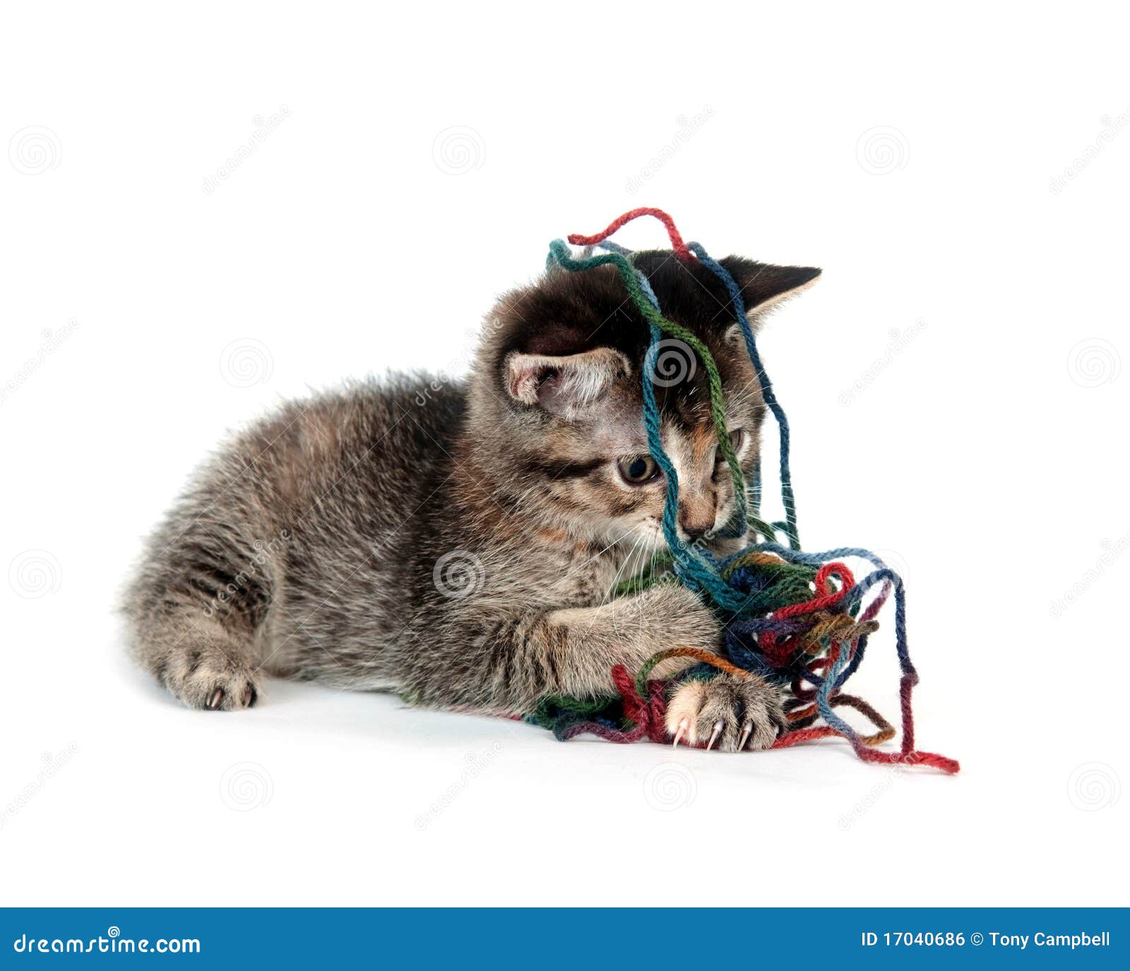 Cute Tabby Kitten Playing with Yarn Stock Photo - Image of kitty ... Cute Tabby Kitten Playing with Yarn Stock Photo - Image of kitty ...