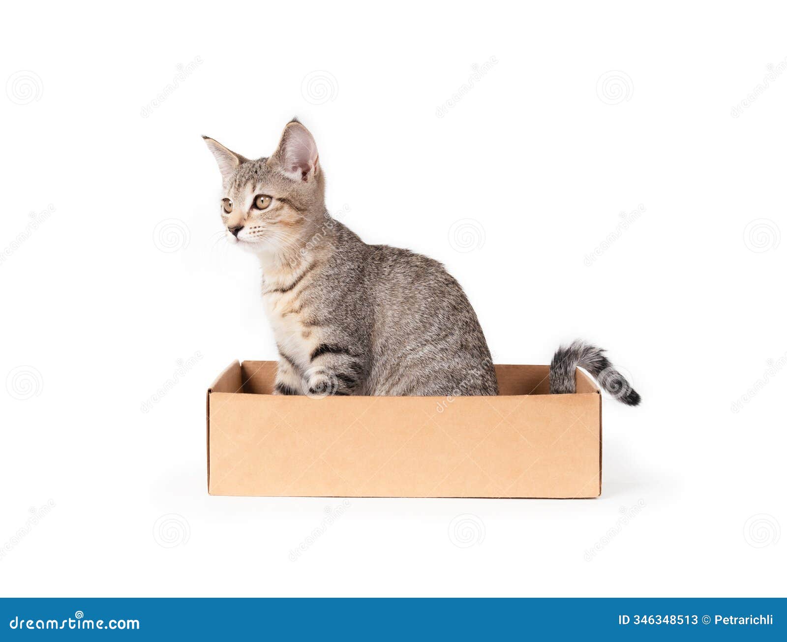 Cute Tabby Kitten Sitting in Cardboard Box Looking at Something. Stock ...
