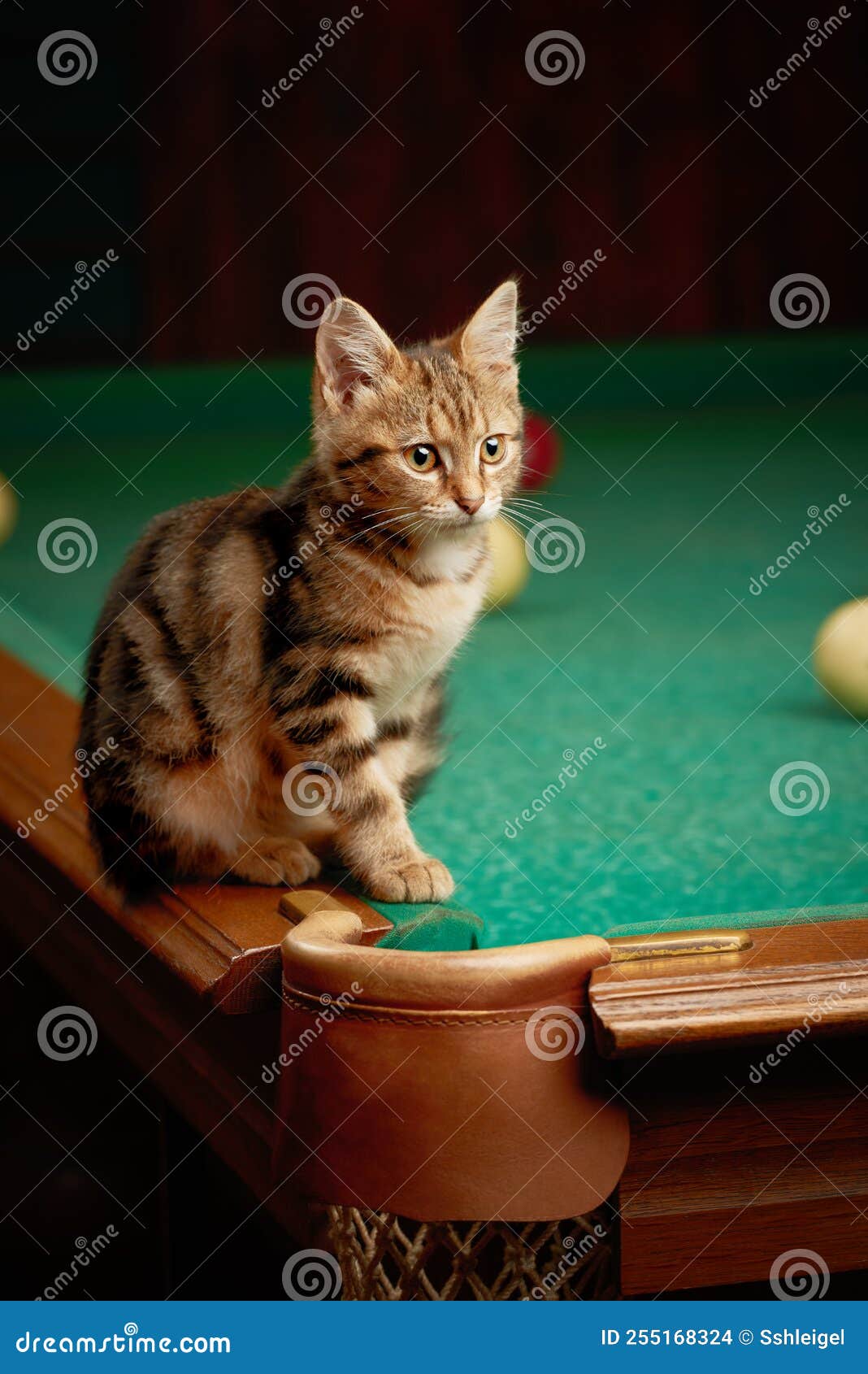 Cute Tabby Kitten Sitting on the Edge of a Pool Table Indoors from a ...