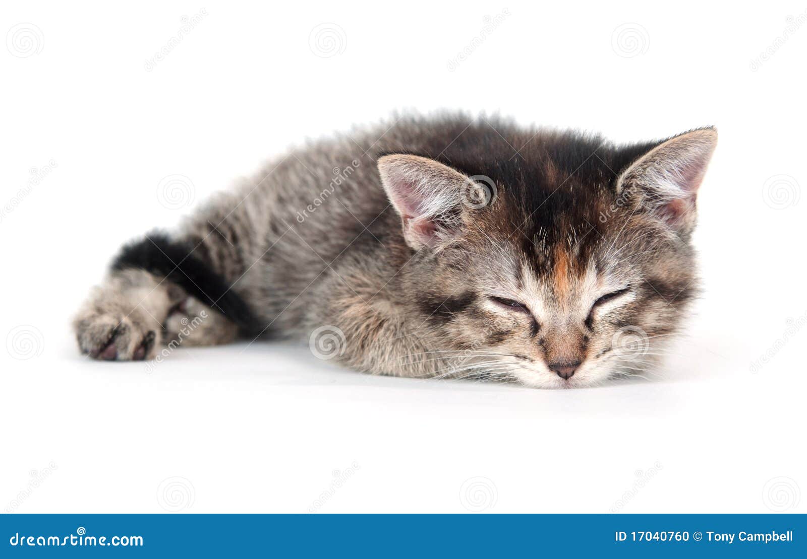 Cute tabby kitten sleeping stock photo. Image of sleeping - 17040760