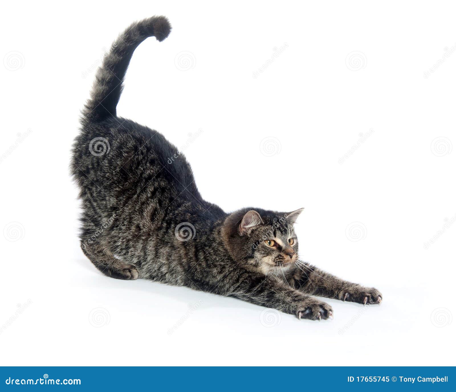 Cute Cat Tabby Kitten Stretching Isolated On White Background Stock ...