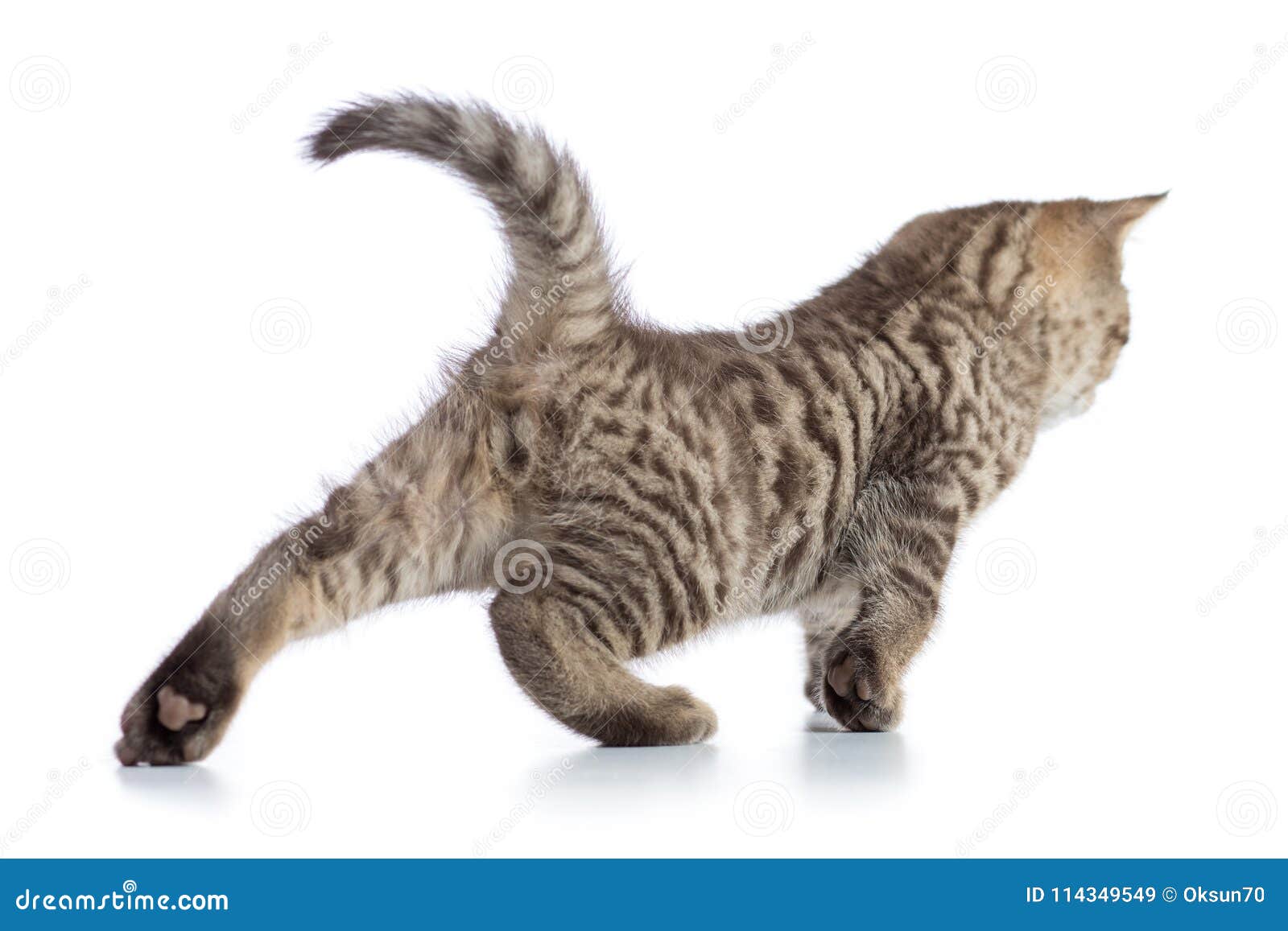 Tabby Cat Stretching On A Branch Outdoors Stock Image | CartoonDealer ...