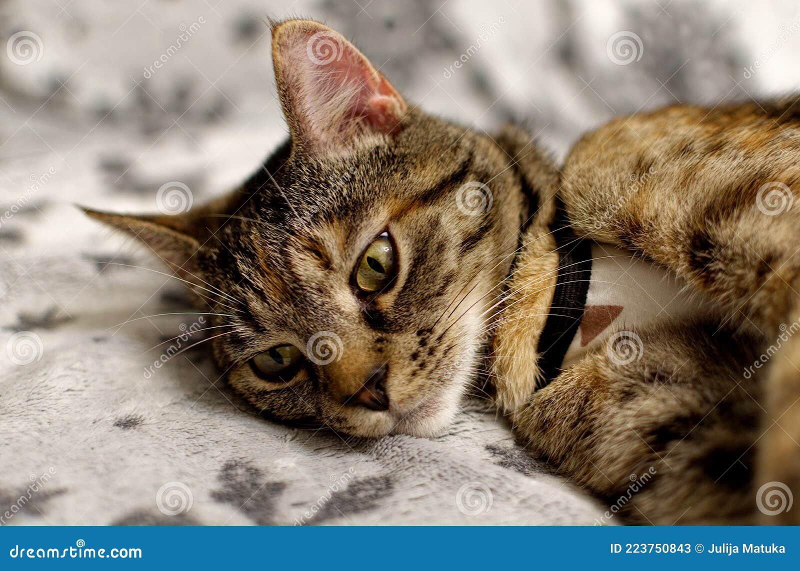 Cute Tabby Kitten in a Suit Looks at the Camera Stock Image - Image of ...