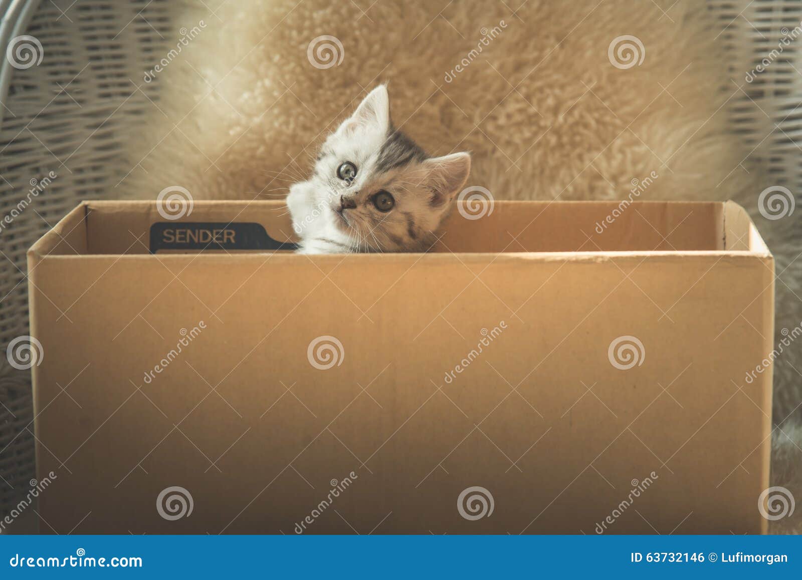 Cute Tabby Kittens in a Box Stock Photo - Image of striped, sibling ...