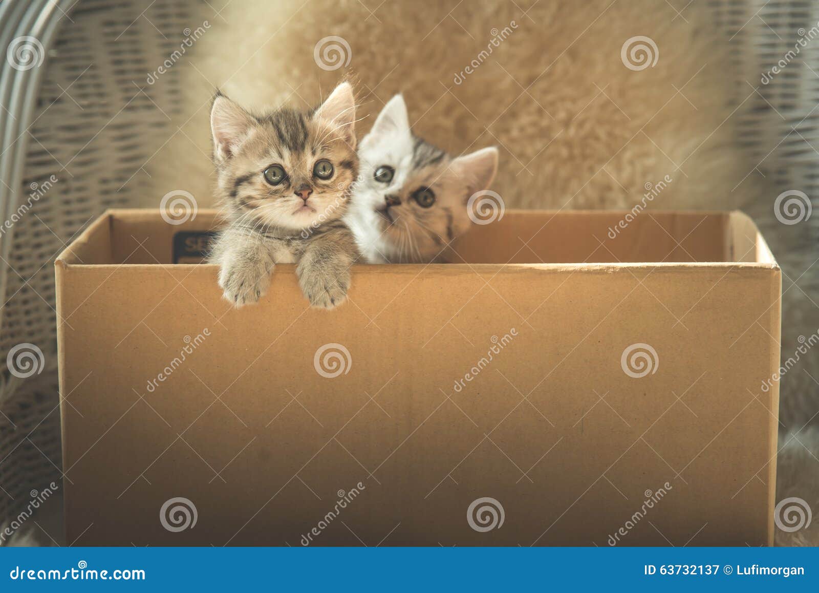 Cute Tabby Kittens in a Box Stock Image - Image of tabby, sitting: 63732137