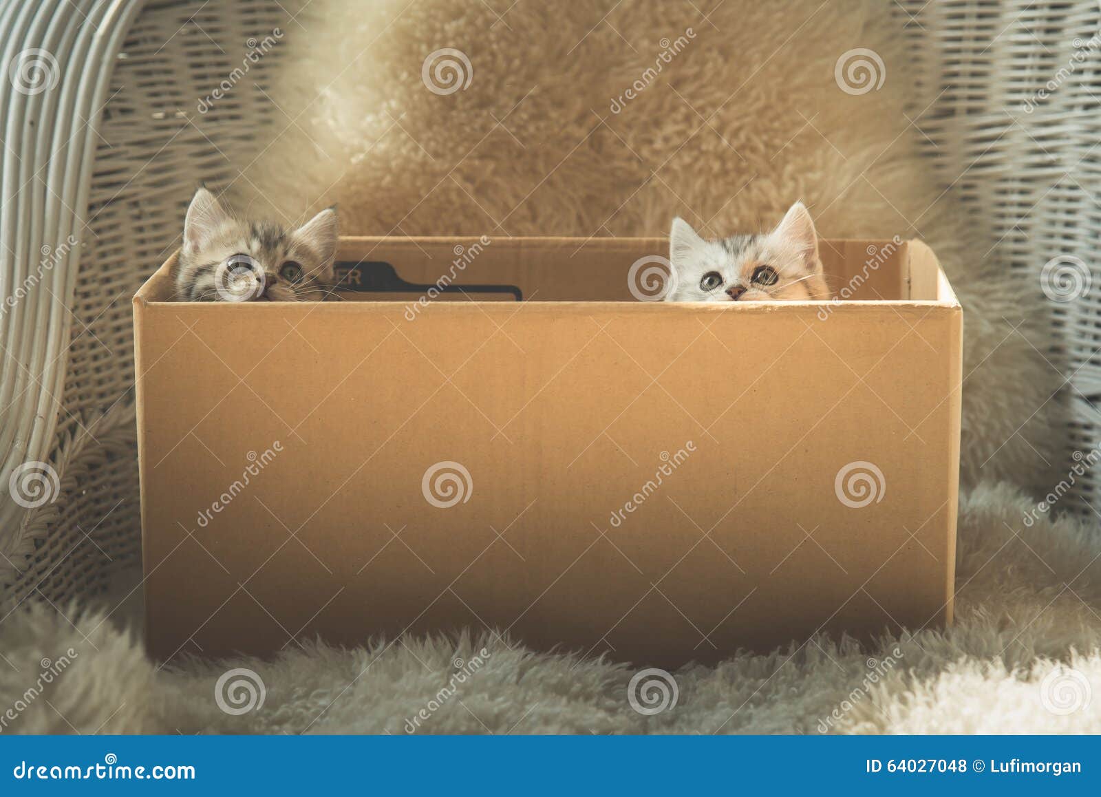 Cute Tabby Kittens in a Box Stock Photo - Image of rescue, sitting ...