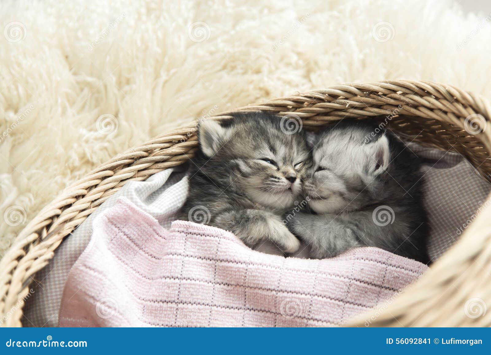 Cute Tabby Kittens Sleeping and Hugging Stock Image - Image of copy ...