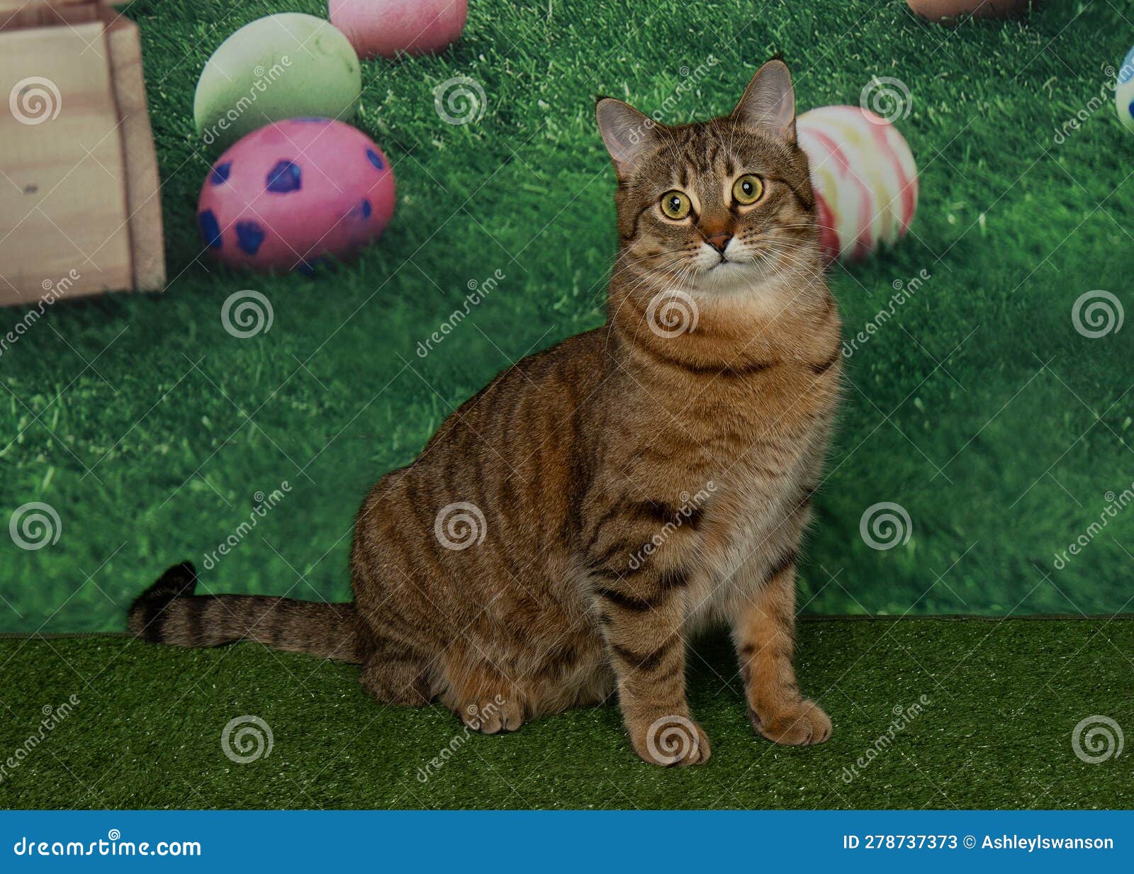 Tabby Kitty Cat on Green Grass Easter Eggs Spring Portrait Stock Image ...