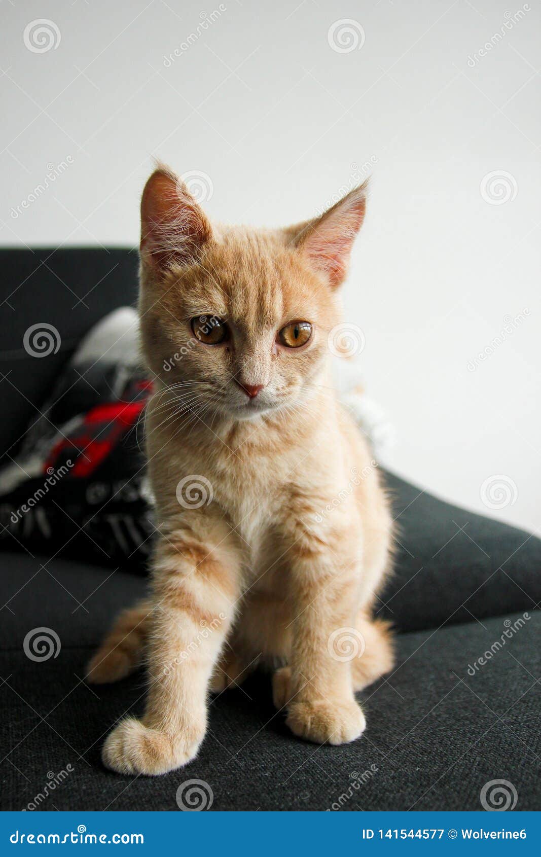 A cute tabby kitty stock image. Image of tomcat, adorable - 141544577
