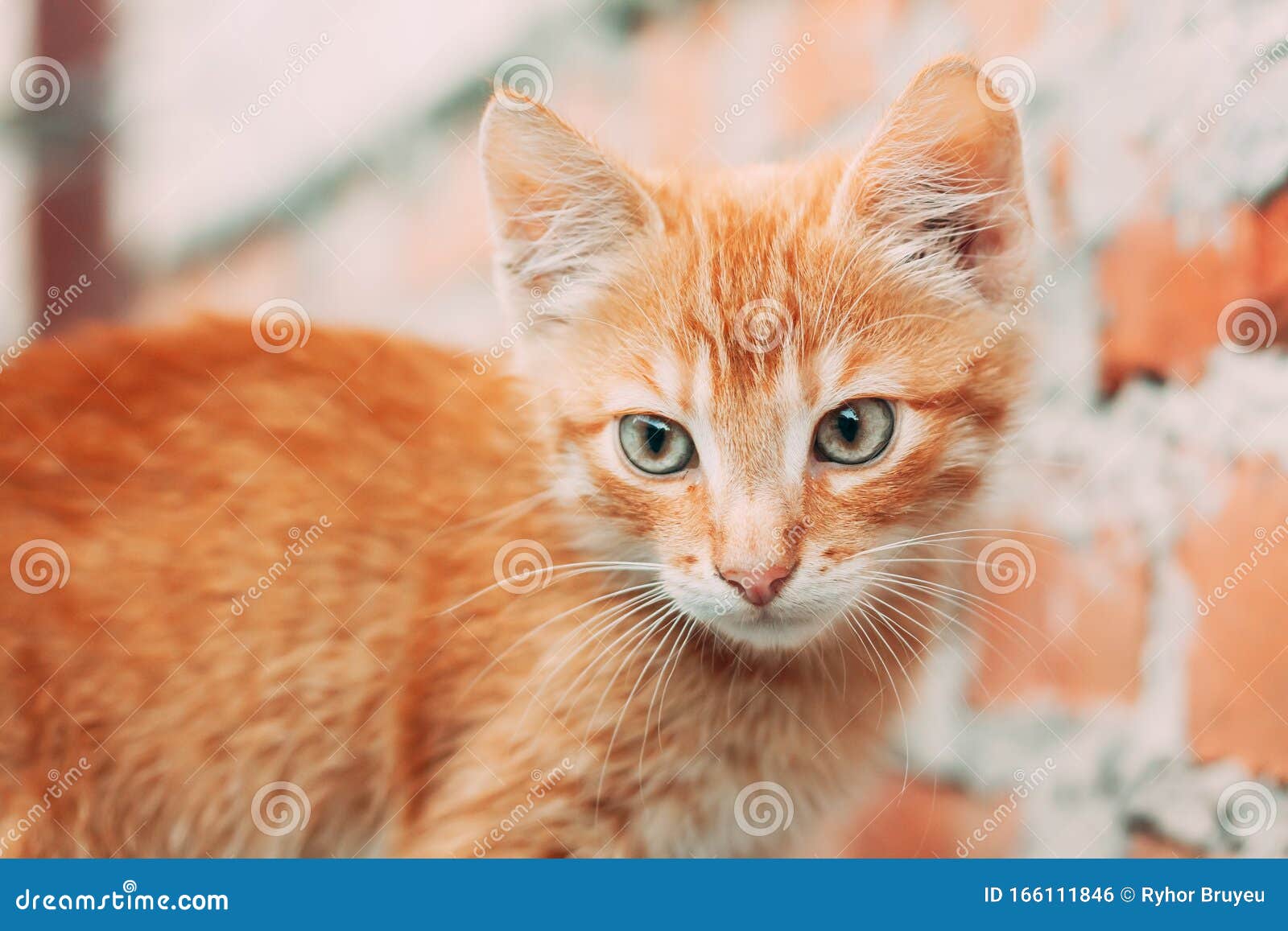 Cute Tabby Red Ginger Cat Sitting Outdoor in Summer Evening Stock Photo ...