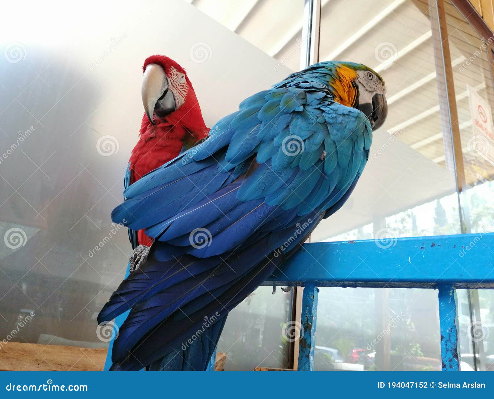 Cute talking parrots stock photo. Image of parrots, kafes - 194047152