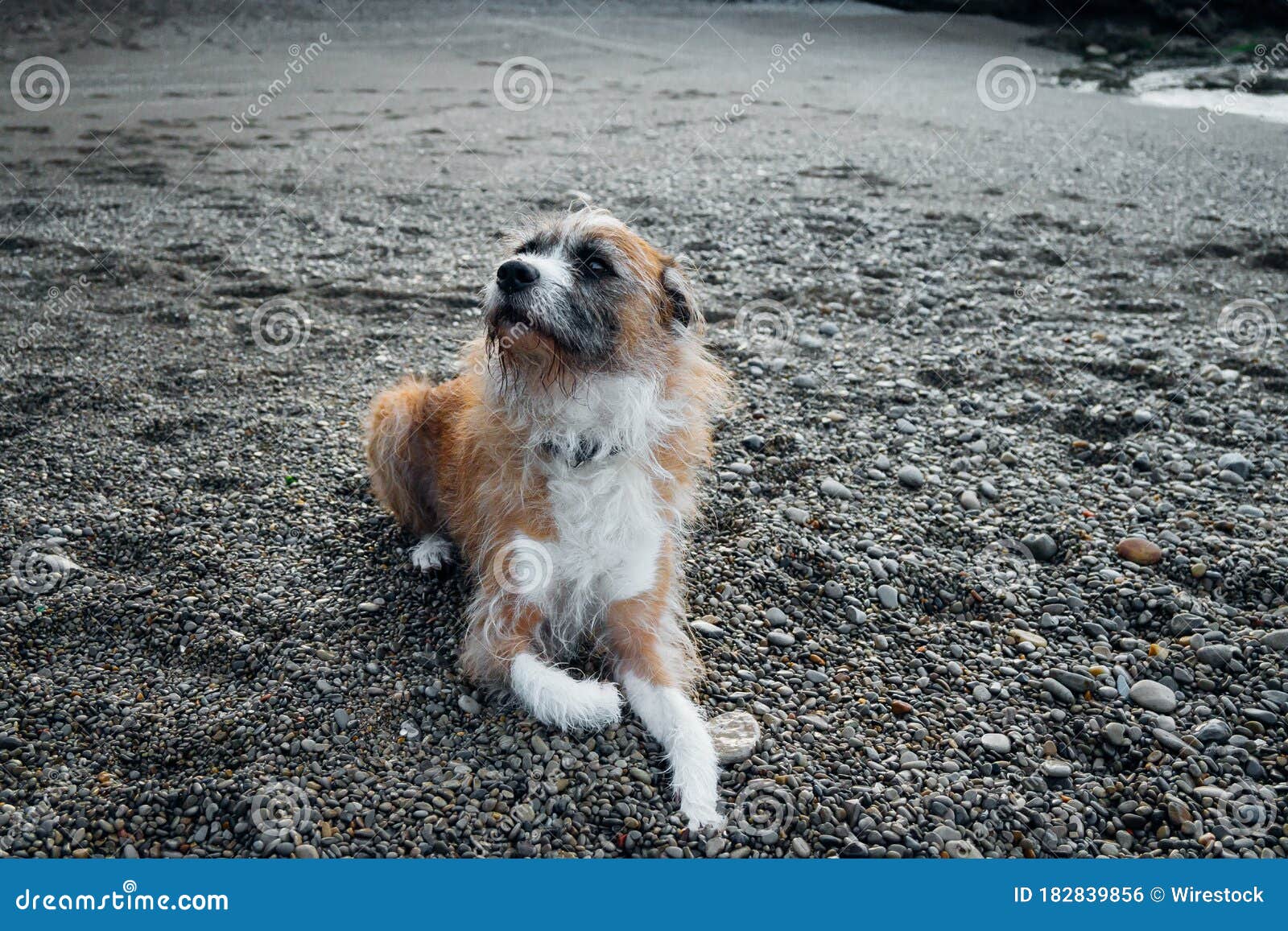 Cute Tan and White Dog on the Beach during Daytime Stock Photo - Image ...