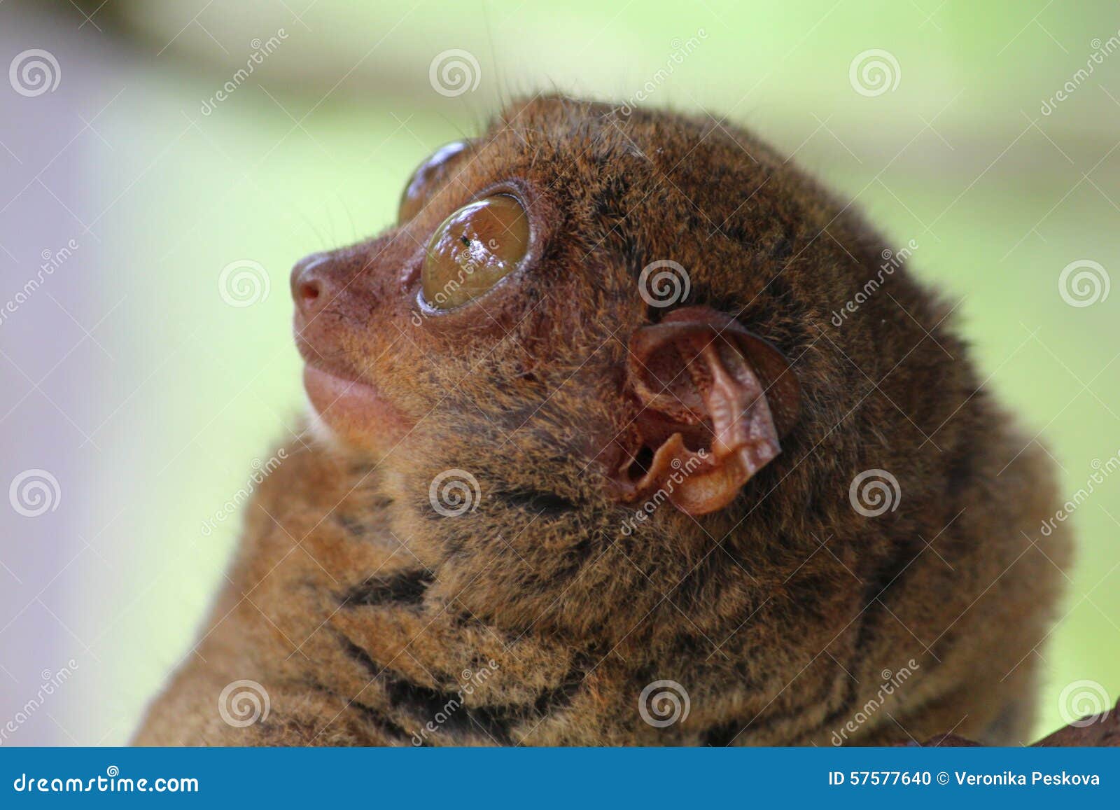 Cute Tarsier Sitting On A Tree Royalty-Free Stock Photo | CartoonDealer ...