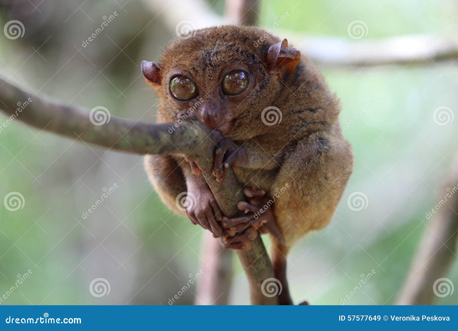 Cute tarsier stock image. Image of jungle, forest, monkey - 57577649