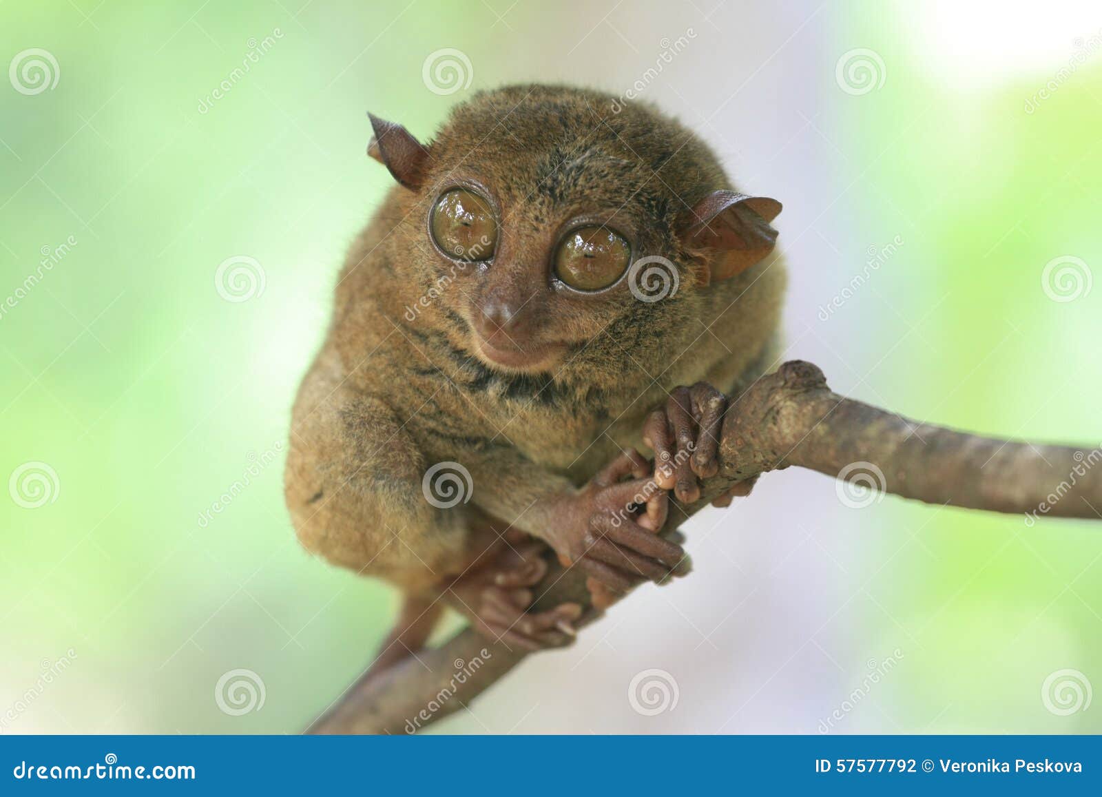 Cute tarsier stock photo. Image of eyes, endangered, fingers - 57577792