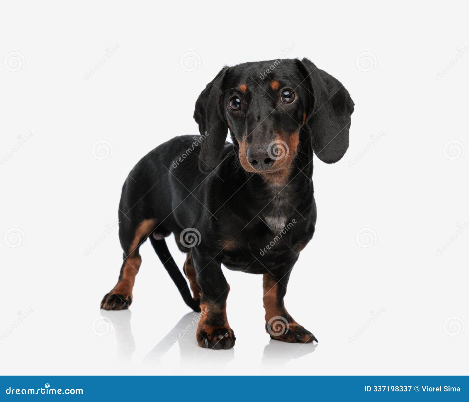 Cute Teckel Dachshund Dog Standing Up and Looking at Camera Stock ...