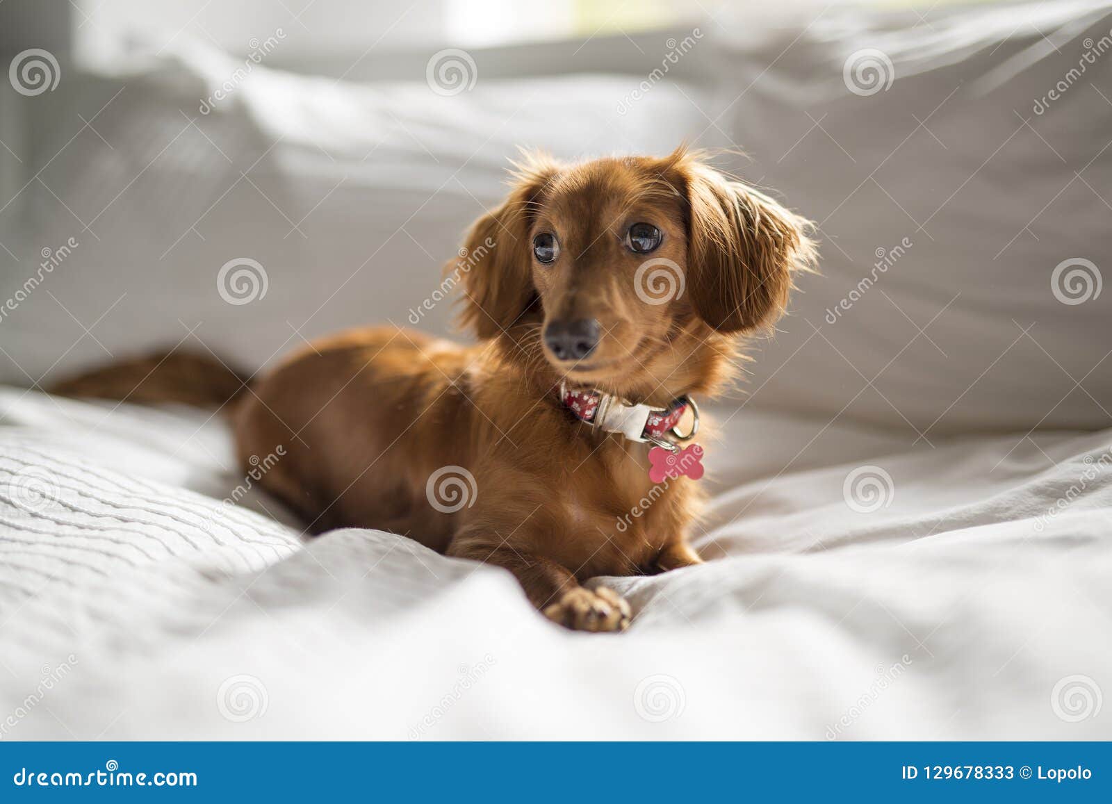 A Cute Teckel Dog at Home on Bed Stock Image - Image of miniature ...