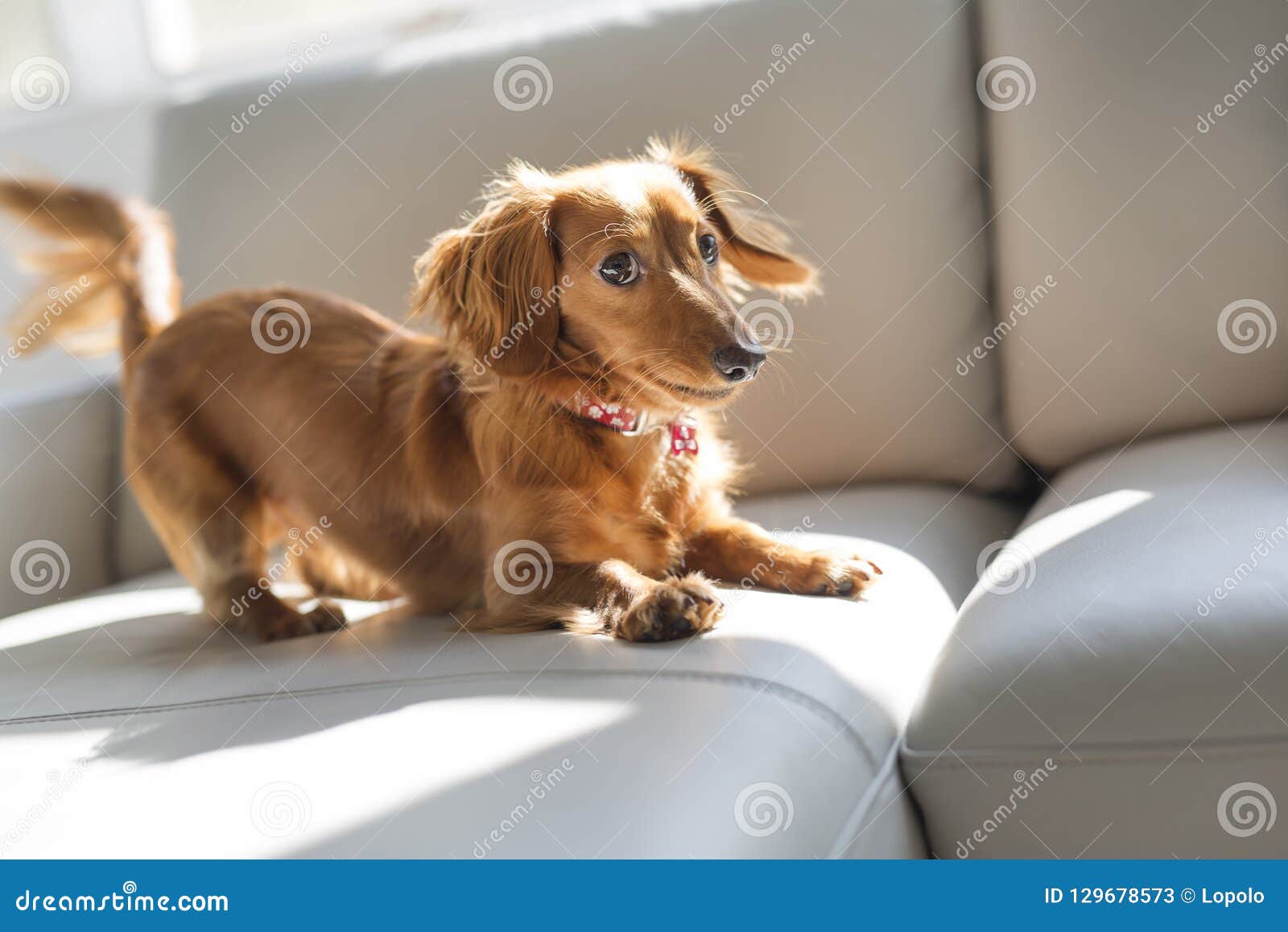A Cute Teckel Dog at Home on Sofa Stock Image - Image of health ...