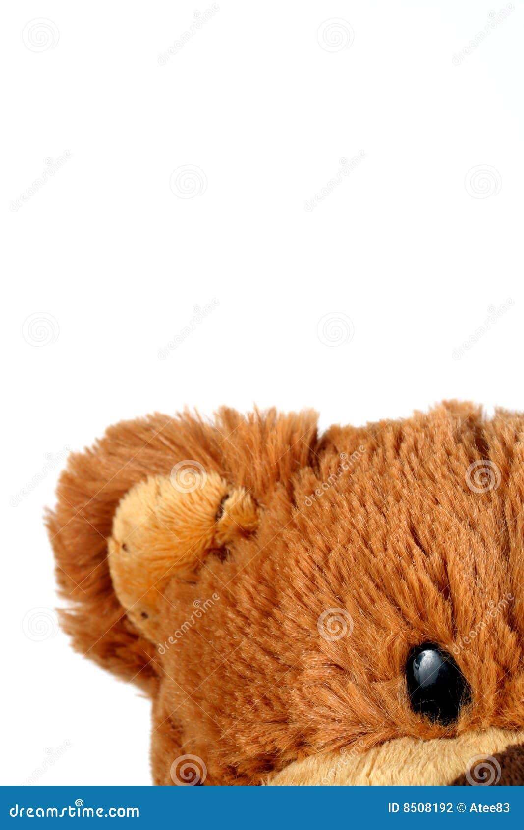 Cute Teddy Bear Picture. Image: 8508192