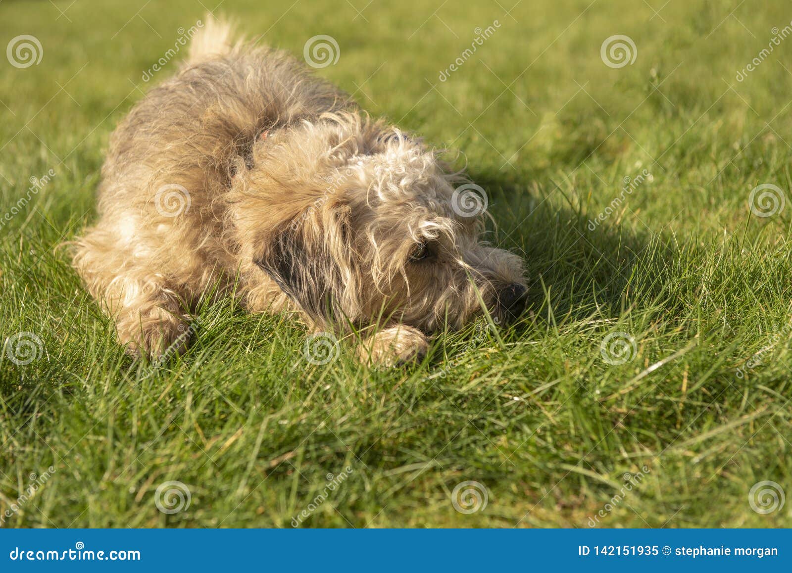 Cute Terrier Dog Laying Down Stock Image - Image of animal, cute: 142151935