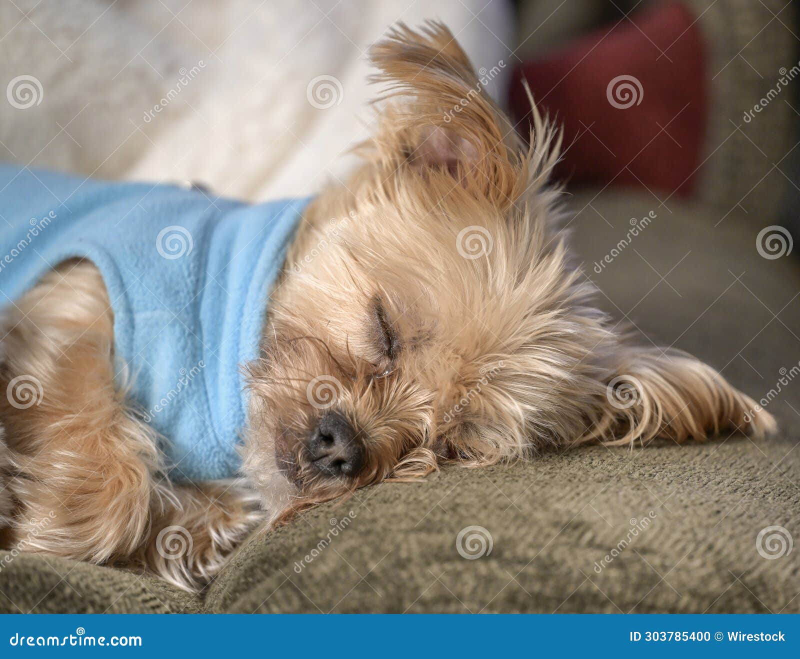 Cute Terrier Dog Sleeping on a Comfortable Couch Stock Photo - Image of ...