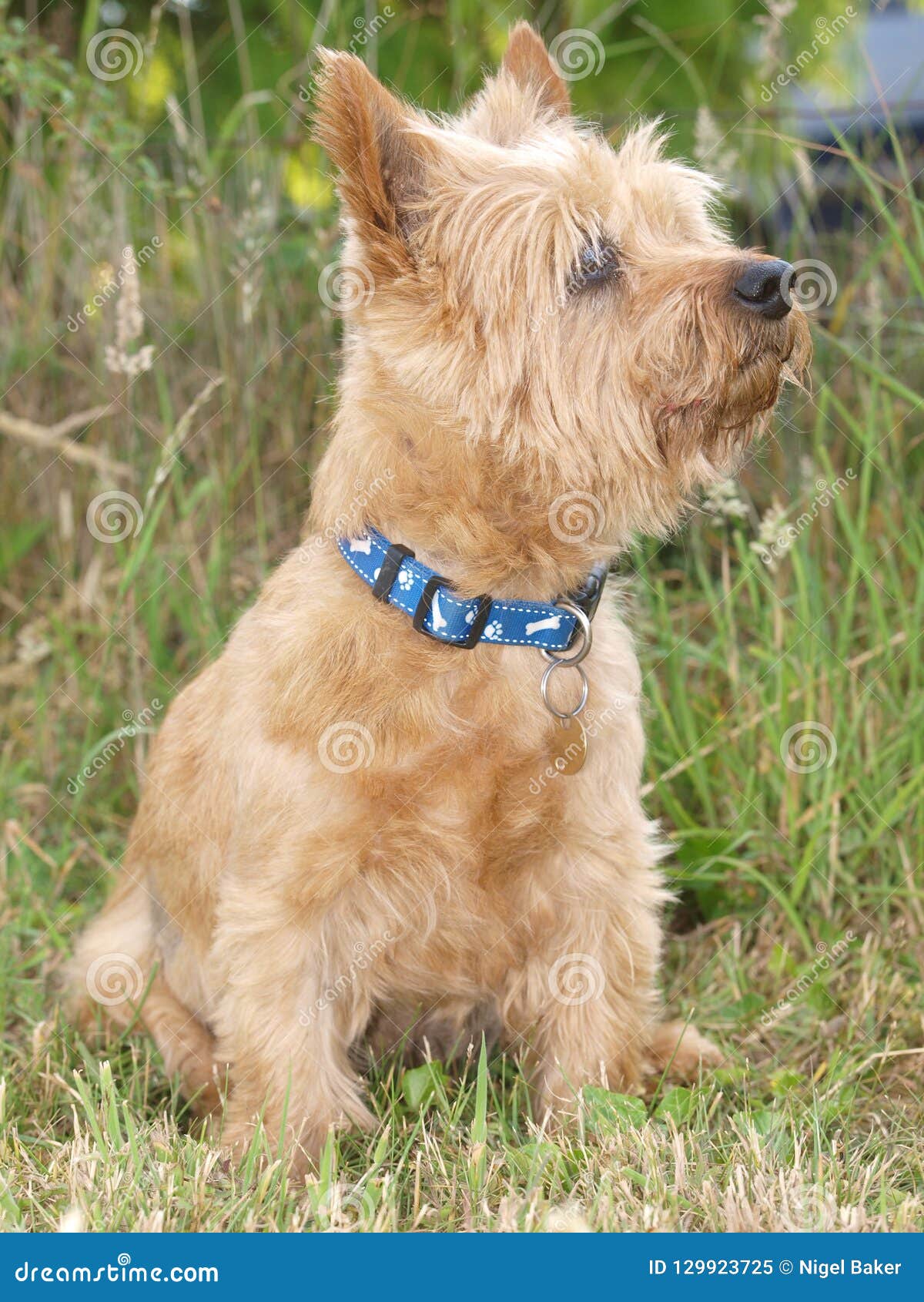 Cute Terrier stock image. Image of terrier, beauty, canine - 129923725