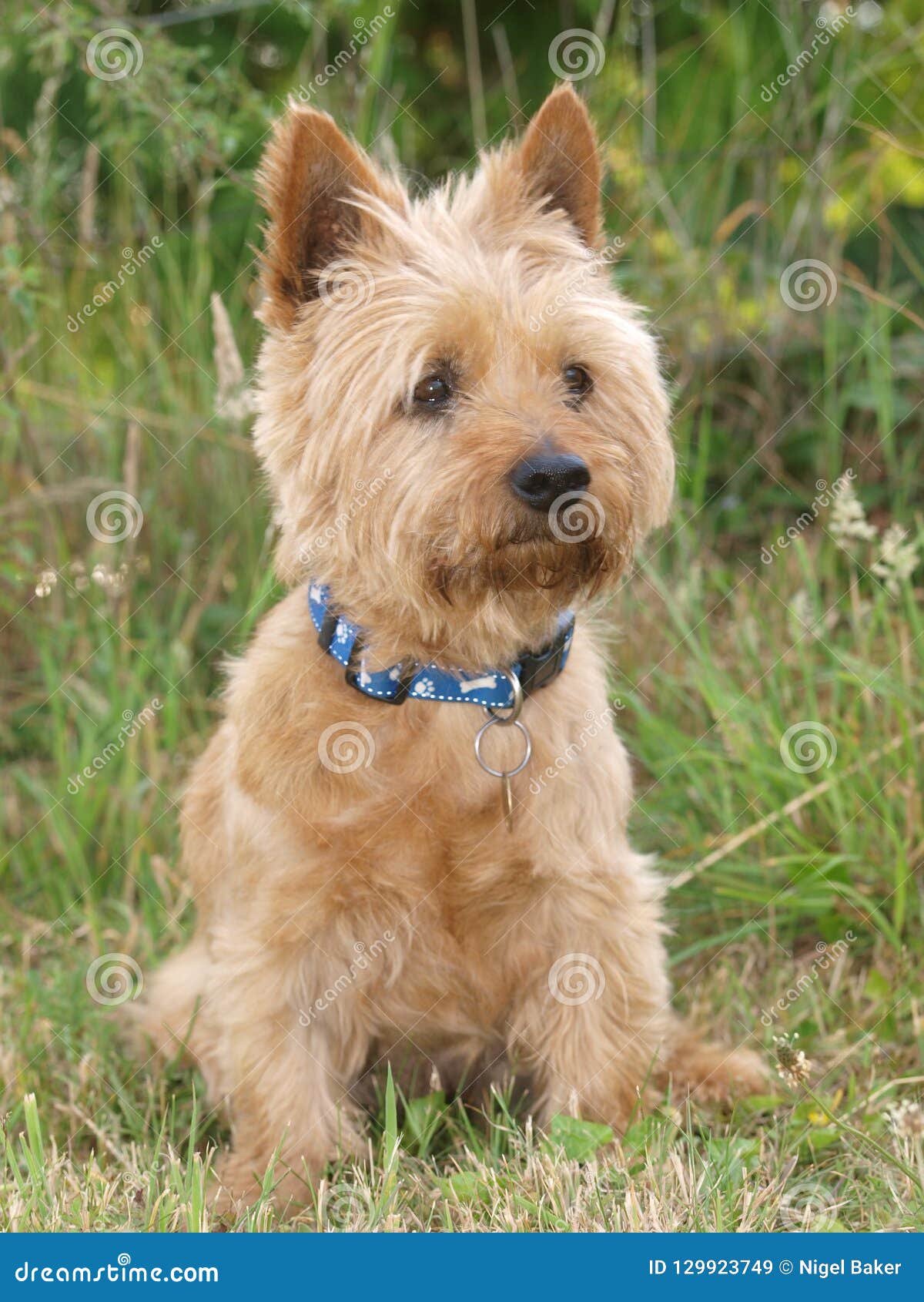 Cute Terrier stock image. Image of beauty, outdoors - 129923749