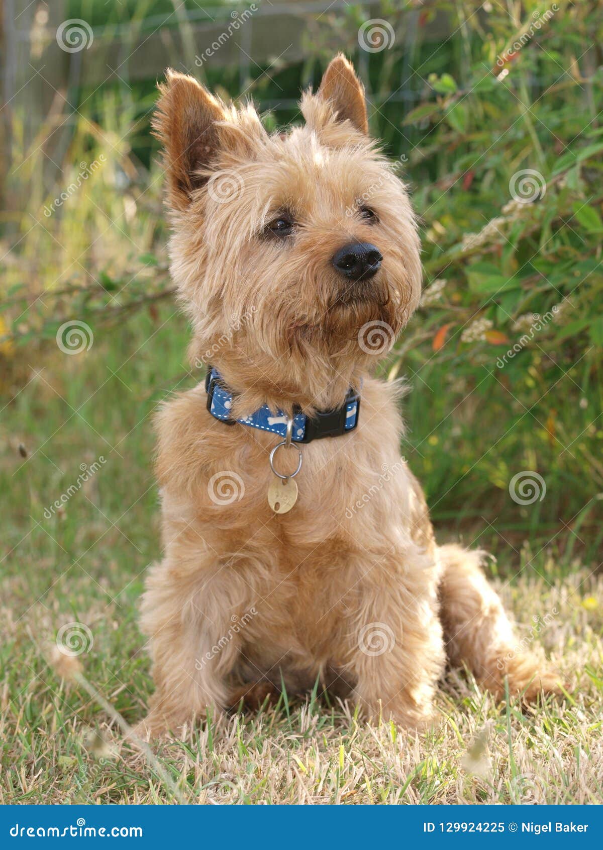 Cute Terrier stock image. Image of playful, terrier - 129924225
