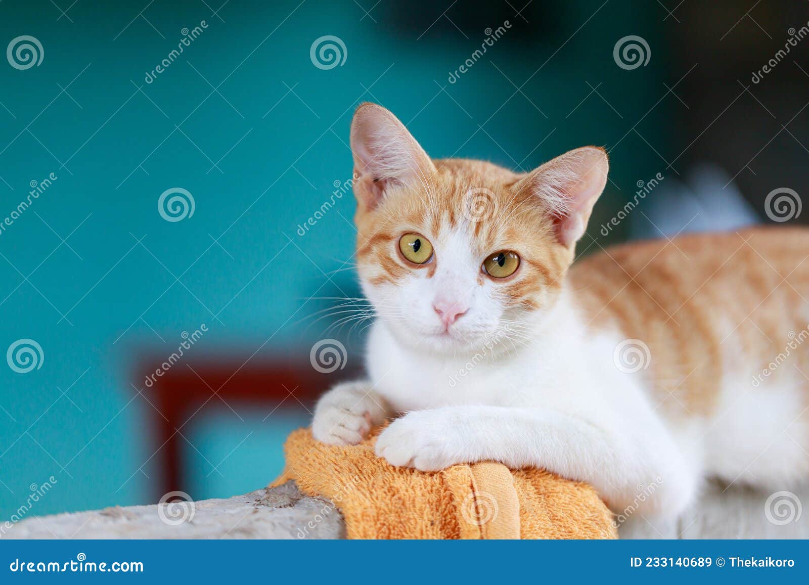 The Cute Thai Cat is Squatting, a Cat Look at Camera, a Happy and ...