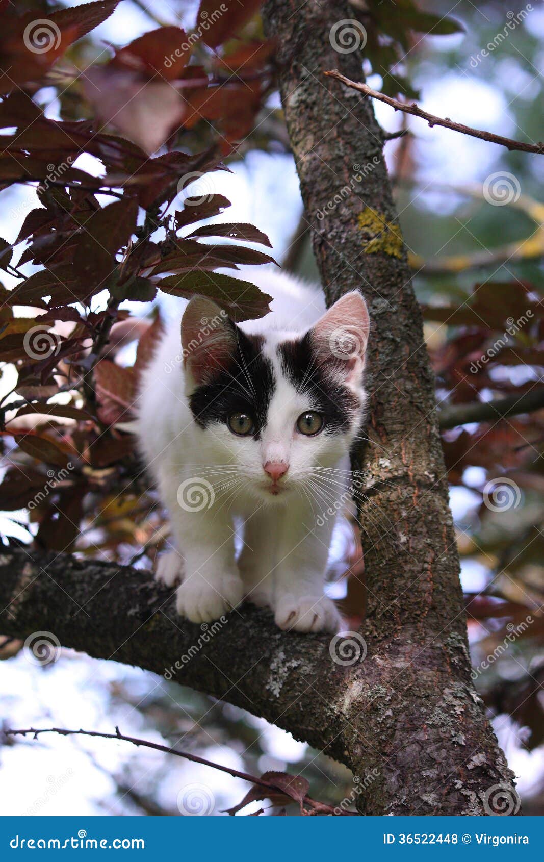 Cute Three Colored Kitten Climbing on the Tree Stock Photo - Image of ...