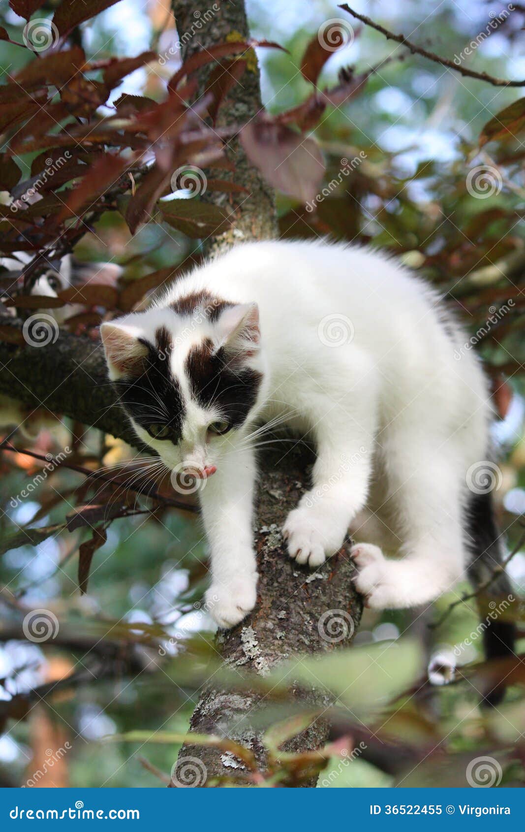 Cute Three Colored Kitten Climbing on the Tree Stock Image - Image of ...