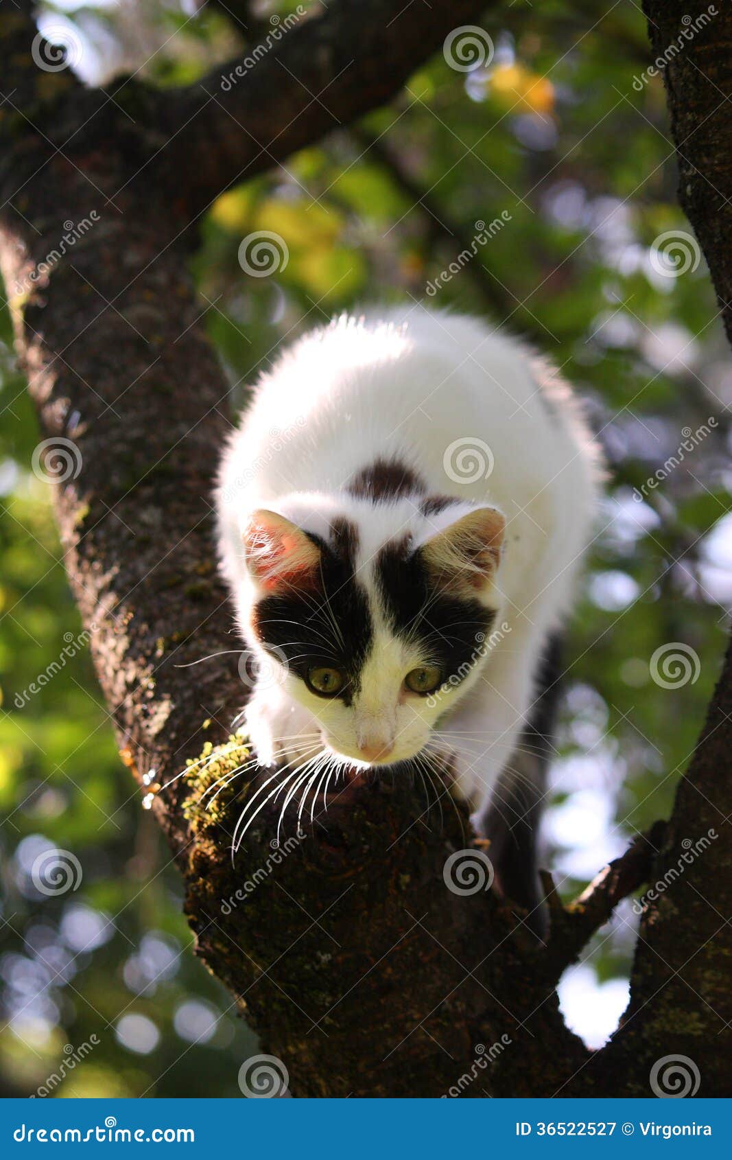 Cute Three Colored Kitten Climbing on the Tree Stock Image - Image of ...