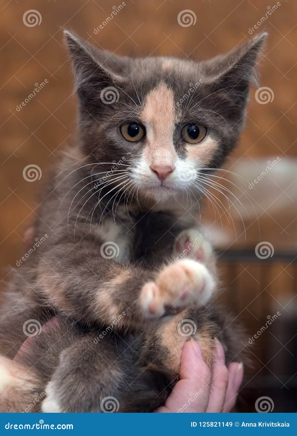 Three-colored Kitten in Hands Stock Image - Image of occupation, animal ...
