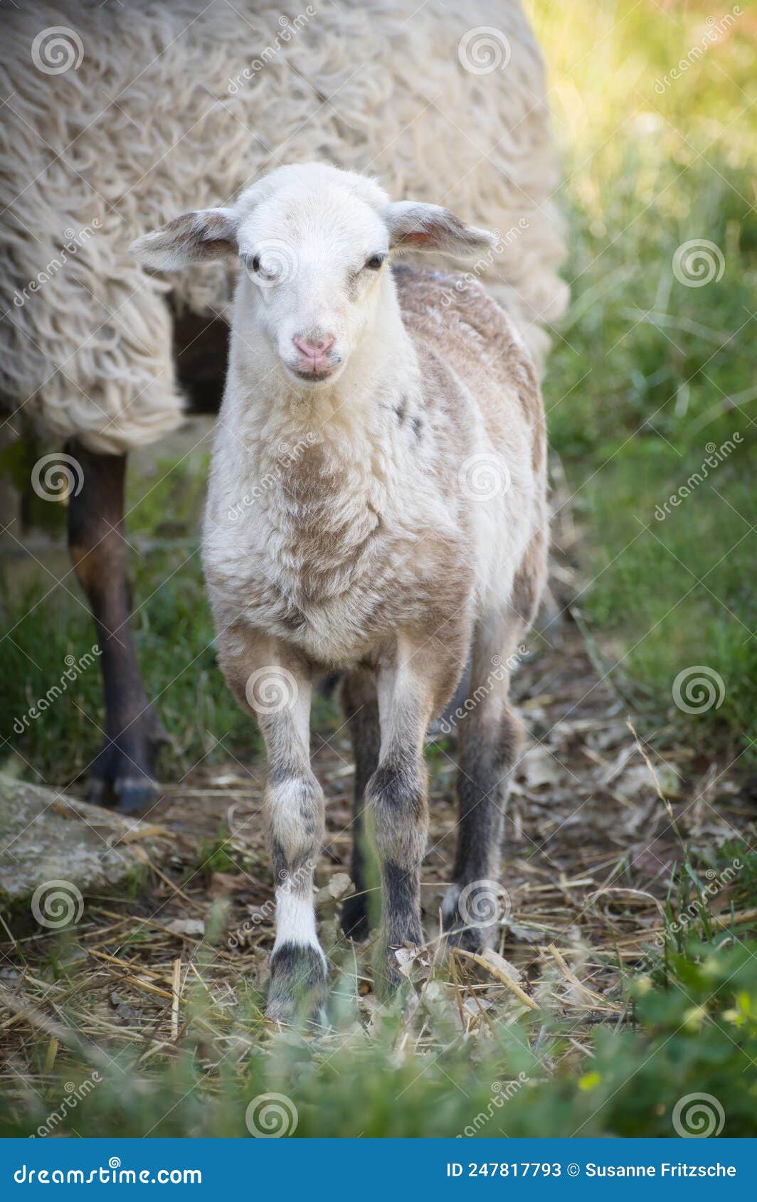 A Cute Three-colored Lamb beside Its Mother Stock Image - Image of ...