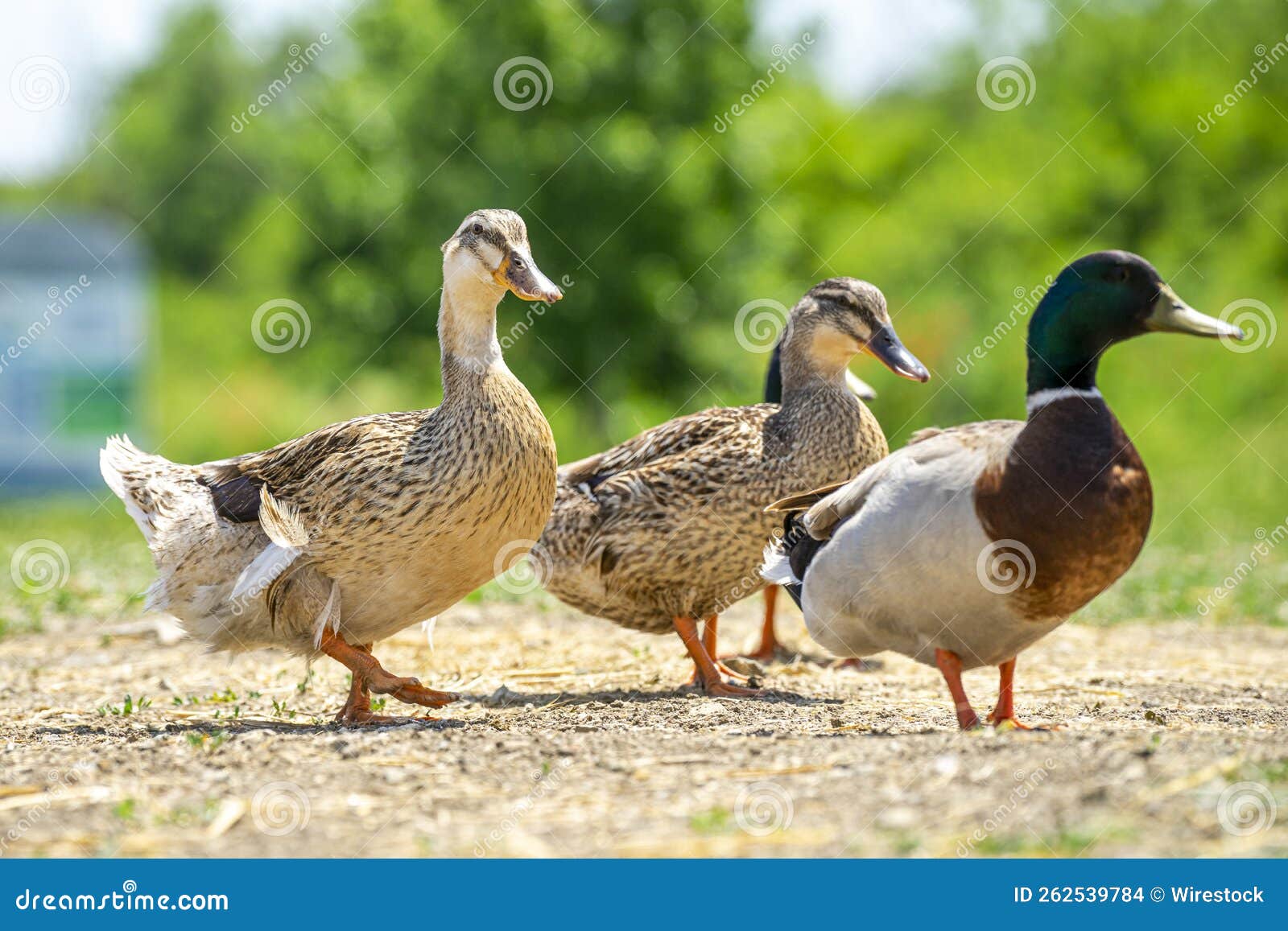 Cute Three Ducks Walking on the Street Stock Photo - Image of nature ...