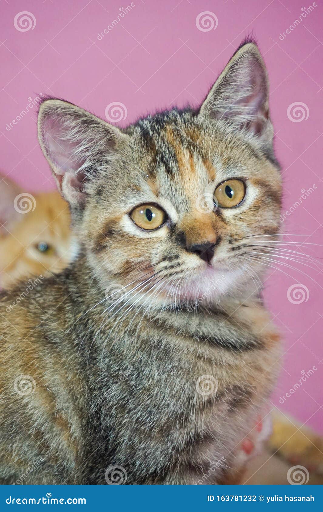 Cute three month kitten stock photo. Image of cute, kitten - 163781232