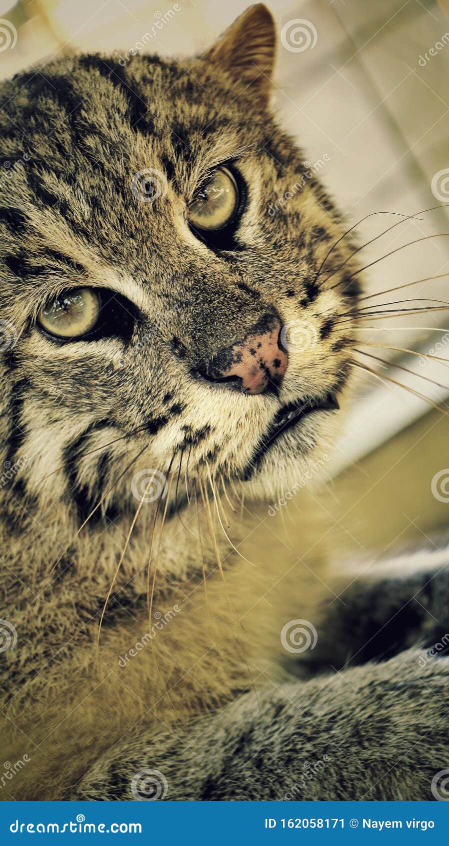 Cute Tiger Baby Look Like a Cat Stock Image - Image of cute, travel ...