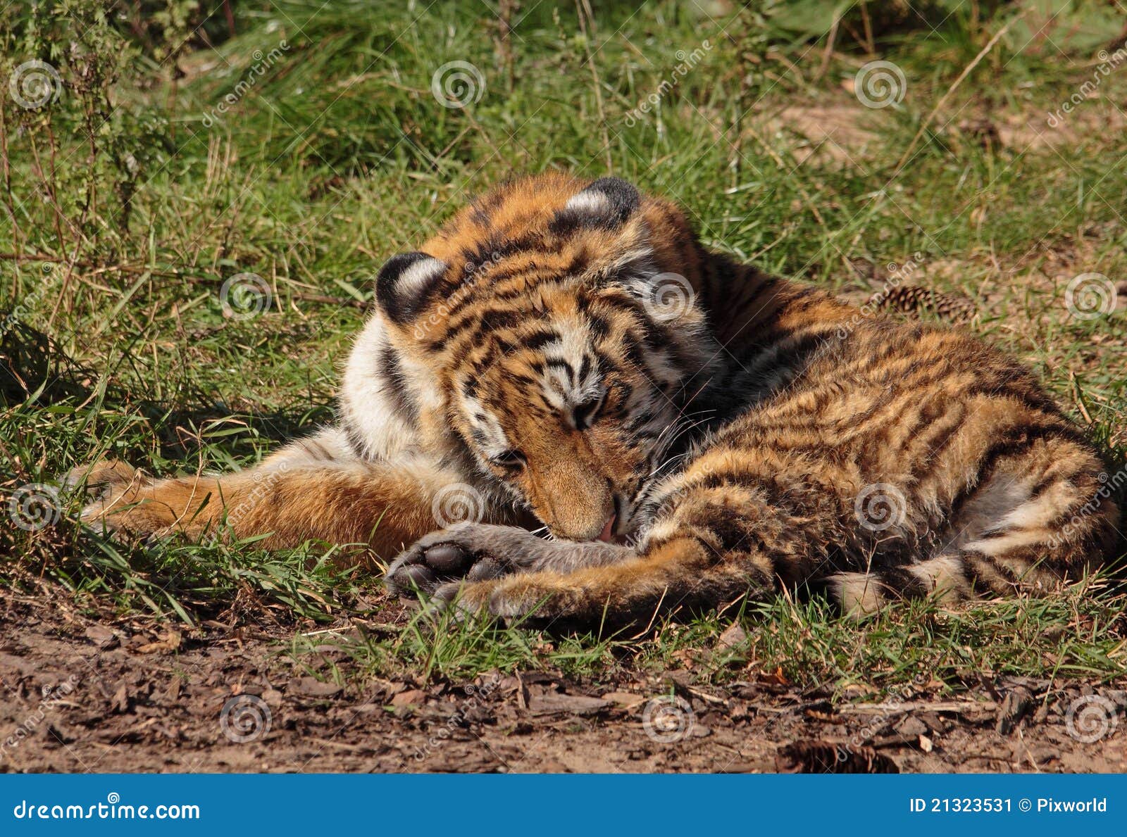 Cute tiger cub stock image. Image of playing, cuddling - 21323531
