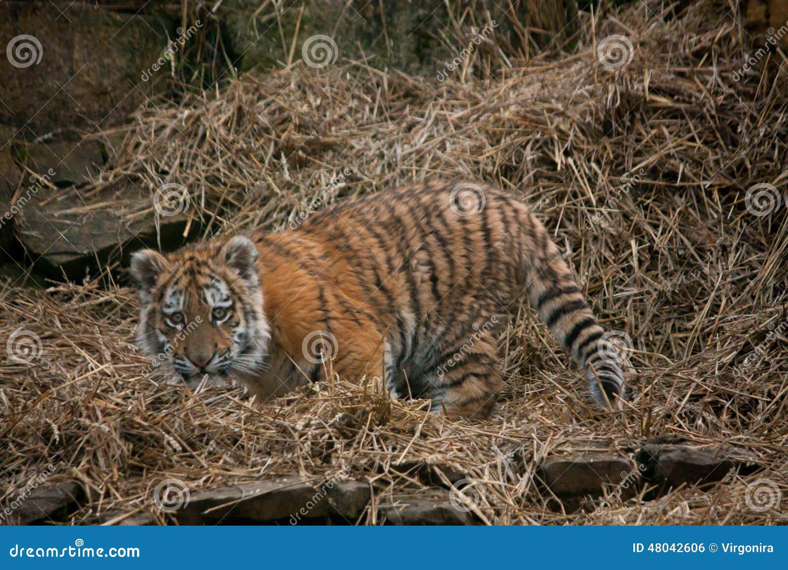 Cute Tiger Cub Resting in the Hay Stock Photo - Image of straw, extinct ...