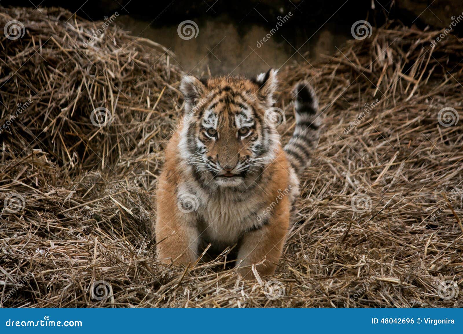 Cute Tiger Cub Resting in the Hay Stock Photo - Image of tiger ...